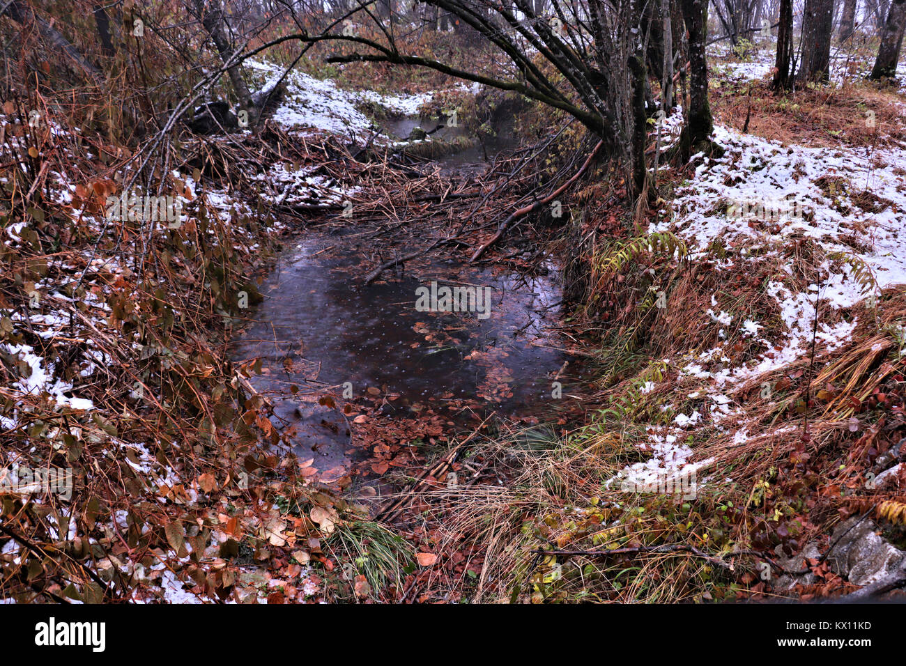 small pond in autumn time Stock Photo - Alamy