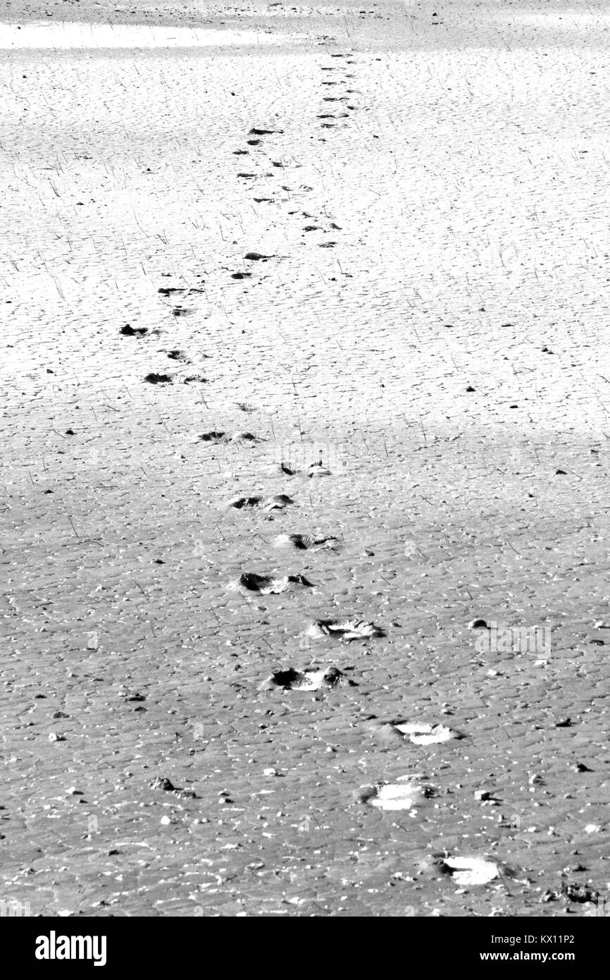 Luxury background black white Black and White Stock Photos & Images - Alamy