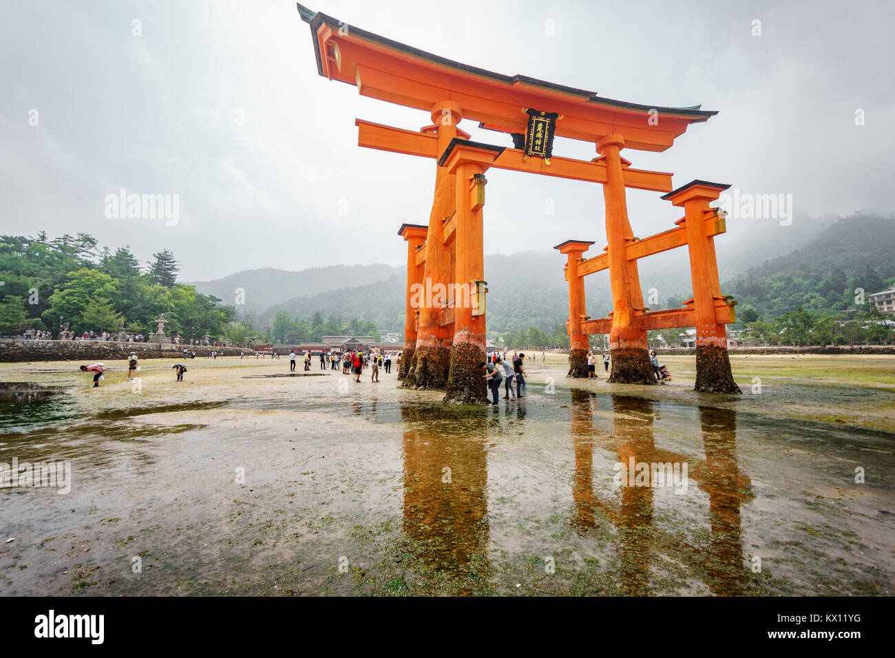 Miyajima and water, Floating Torii gate, low tide, reflection Stock ...