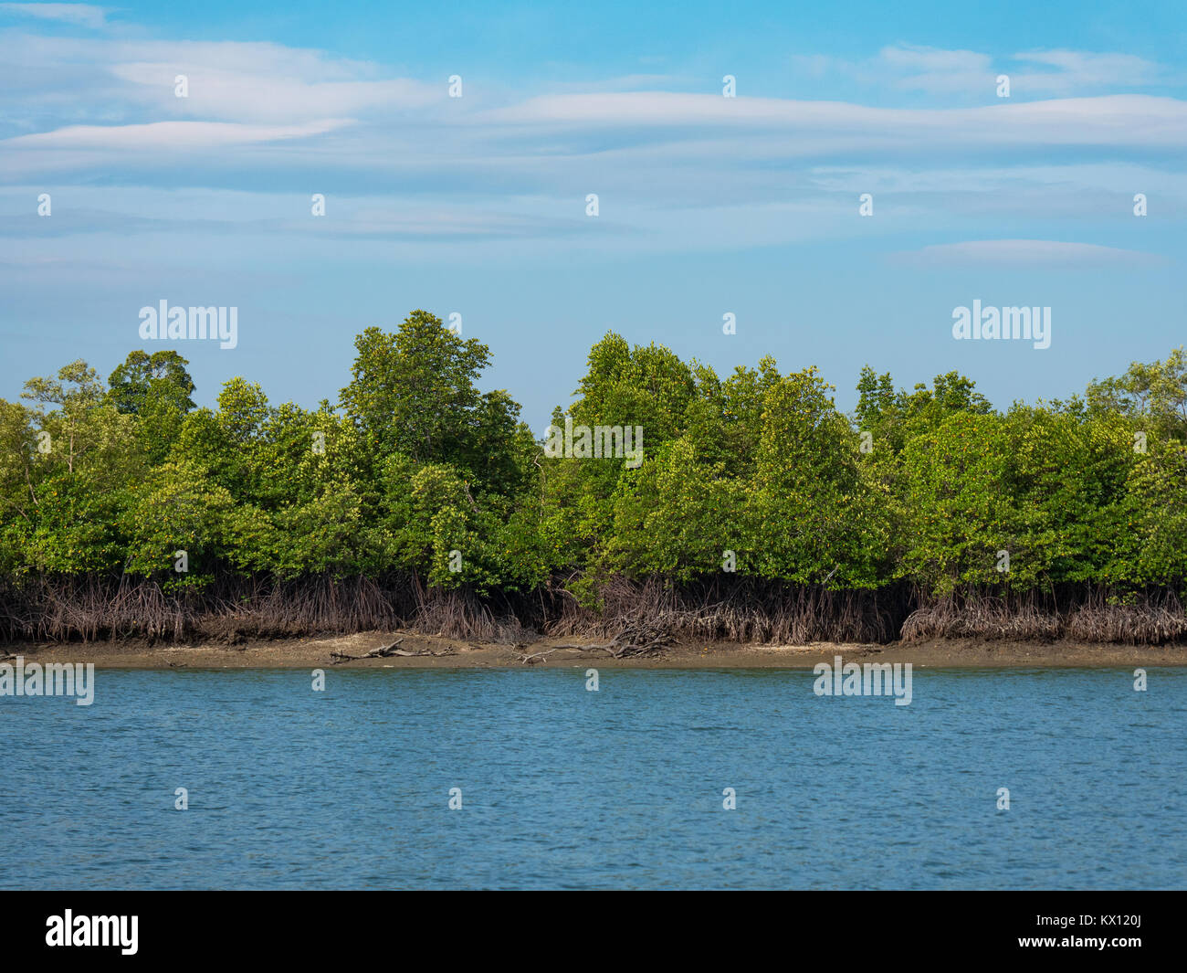 Mangrove forest on Kala Island outside Myeik, a part of the Mergui or ...