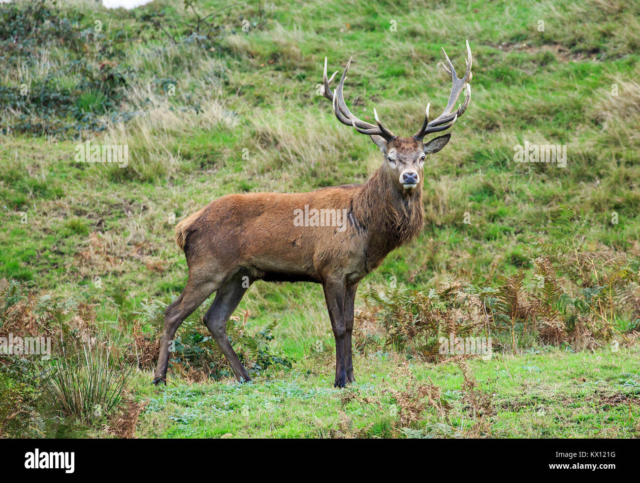 A Male Red Deer Imperial Stag Stock Photo - Alamy