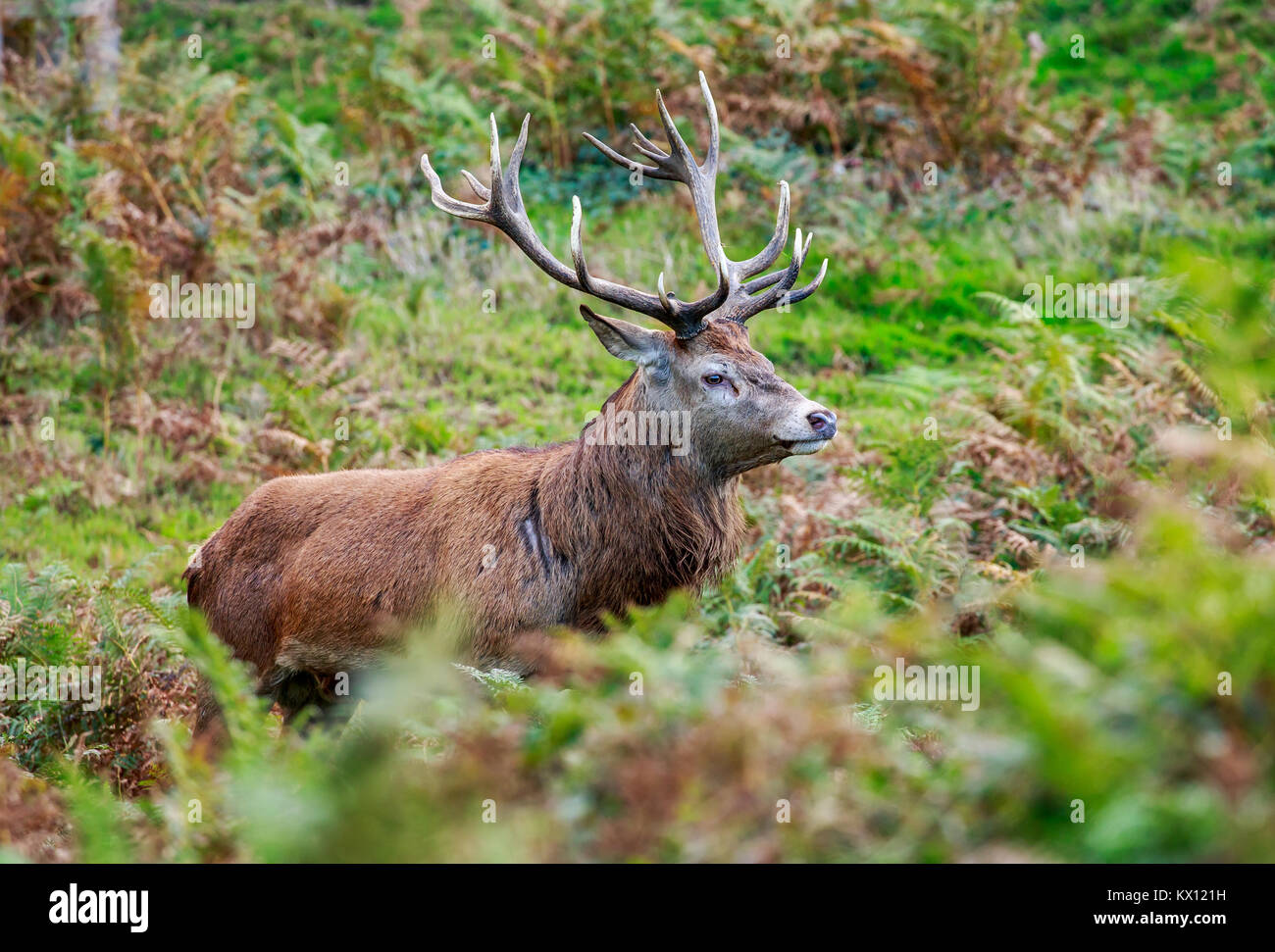 Red deer imperial stag scotland hi-res stock photography and images - Alamy