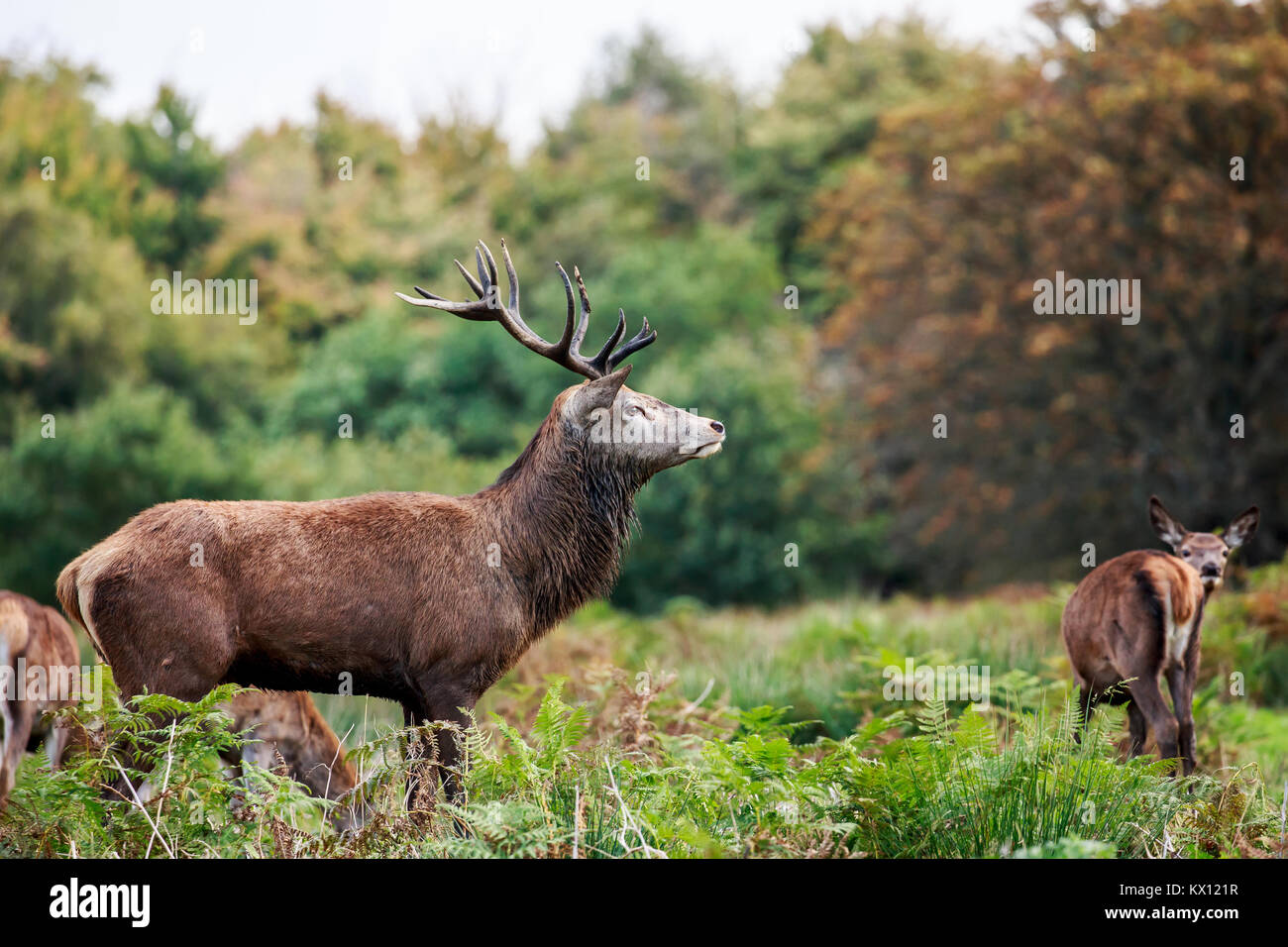 A Male Red Deer Imperial Stag Stock Photo - Alamy