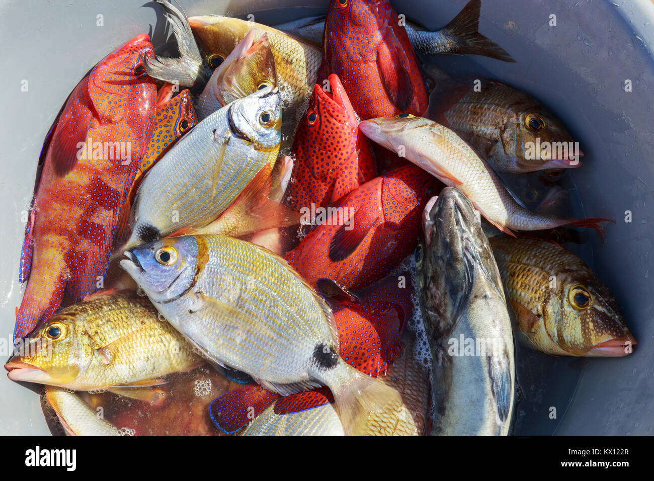 Freshly caught fish in a bucket at the pier at Santa Maria, Sal Island ...