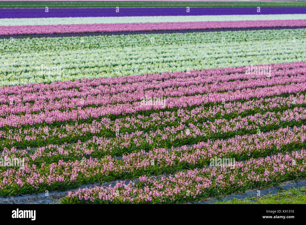 bright colourful spring dutch landscape with hyacinth flower field in ...