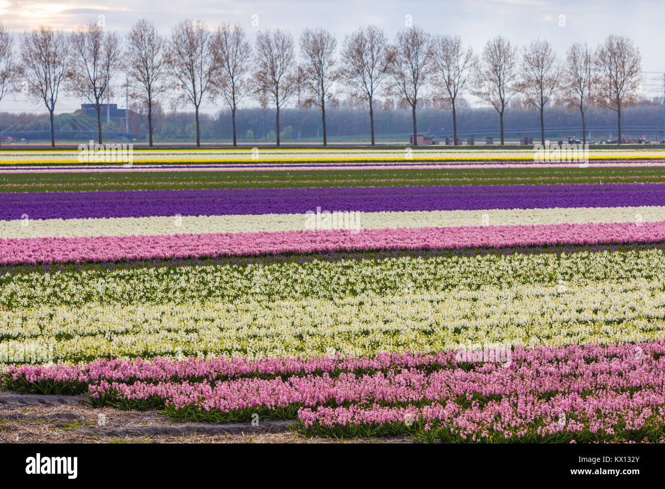 bright colourful spring dutch landscape with hyacinth flower field in ...