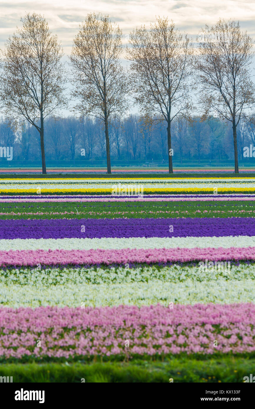bright colourful spring dutch landscape with hyacinth flower field in ...