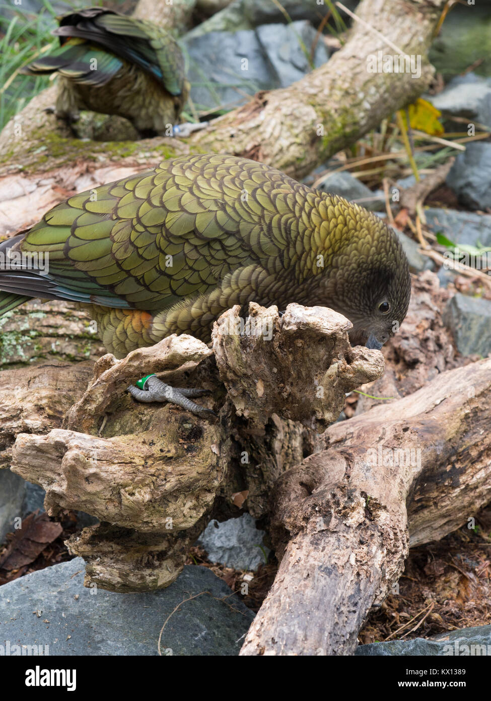 Kea bird hi-res stock photography and images - Alamy