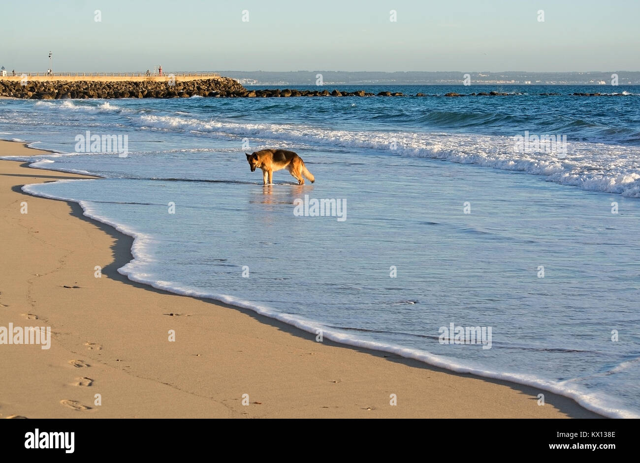 Happy German Shepherd dog plays on the beach on a sunny winter ...