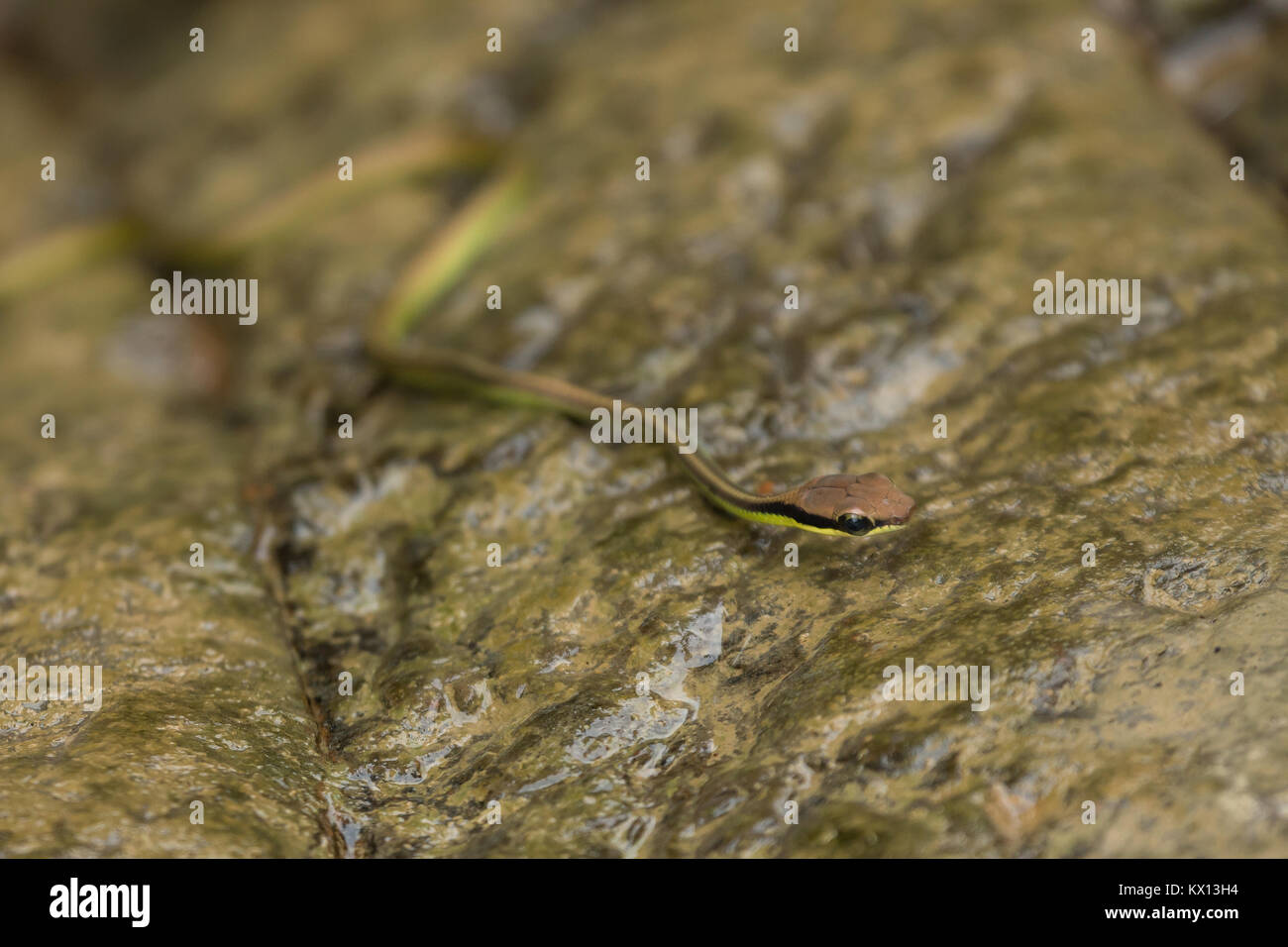 Elegant Bronzeback (Dendrelaphis formosus) snake in Gunung Leuser ...