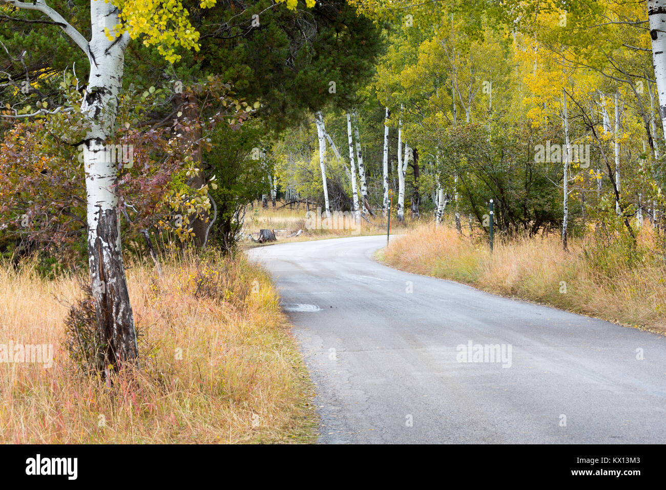 Aspen trees changing color for the autumn season along the Moose-Wilson ...