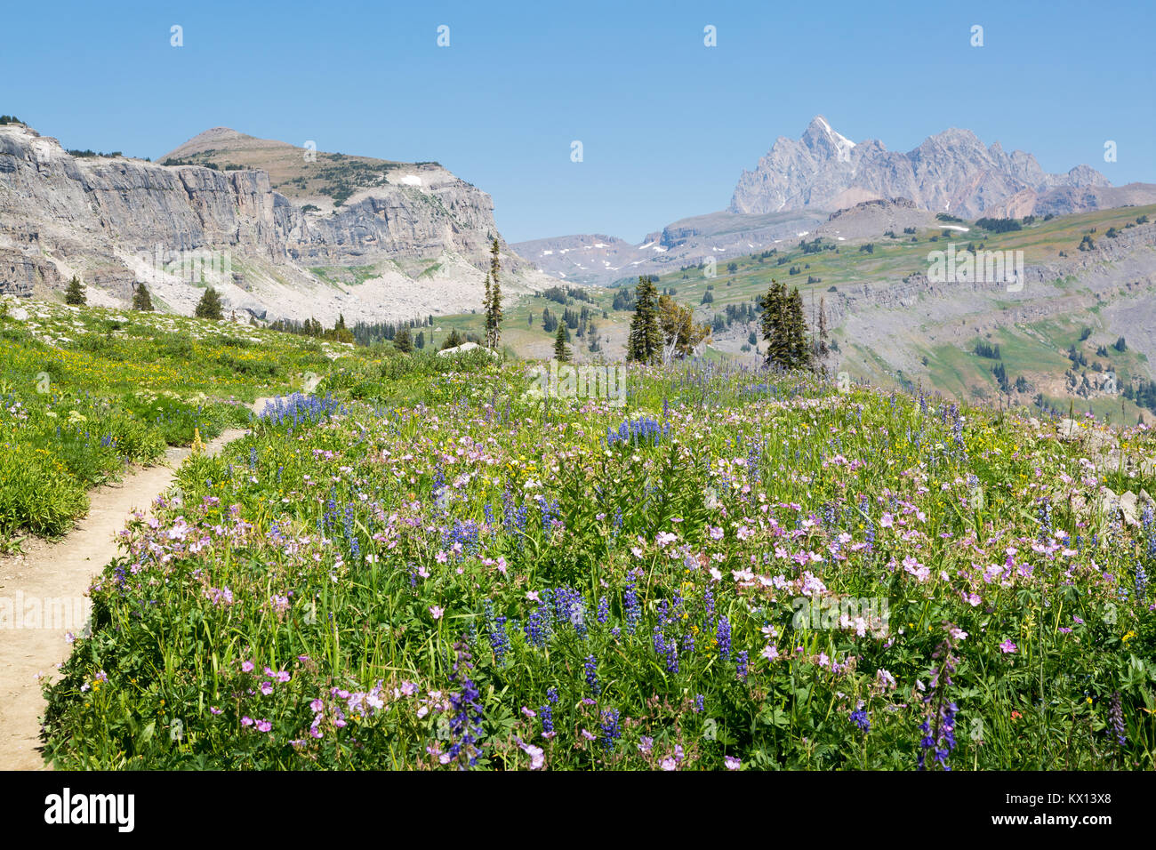Wild geranium and lupine wildflowers blooming along the Teton Crest ...