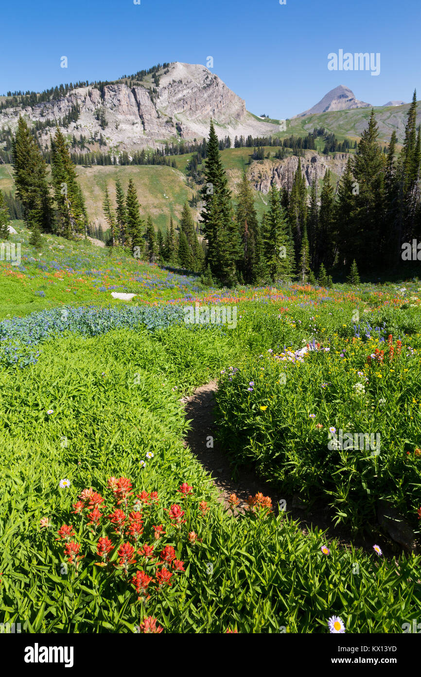 A Meadow Filled With Wildflowers Lining The Teton Crest Trail At The