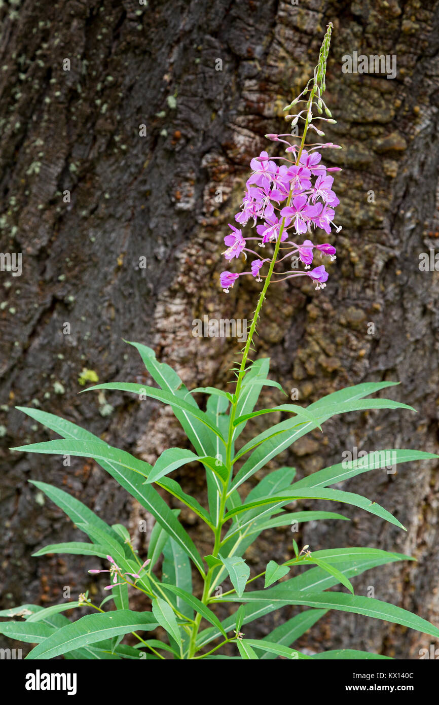 A fireweed wildflower blooming again an old evergreen tree trunk along ...