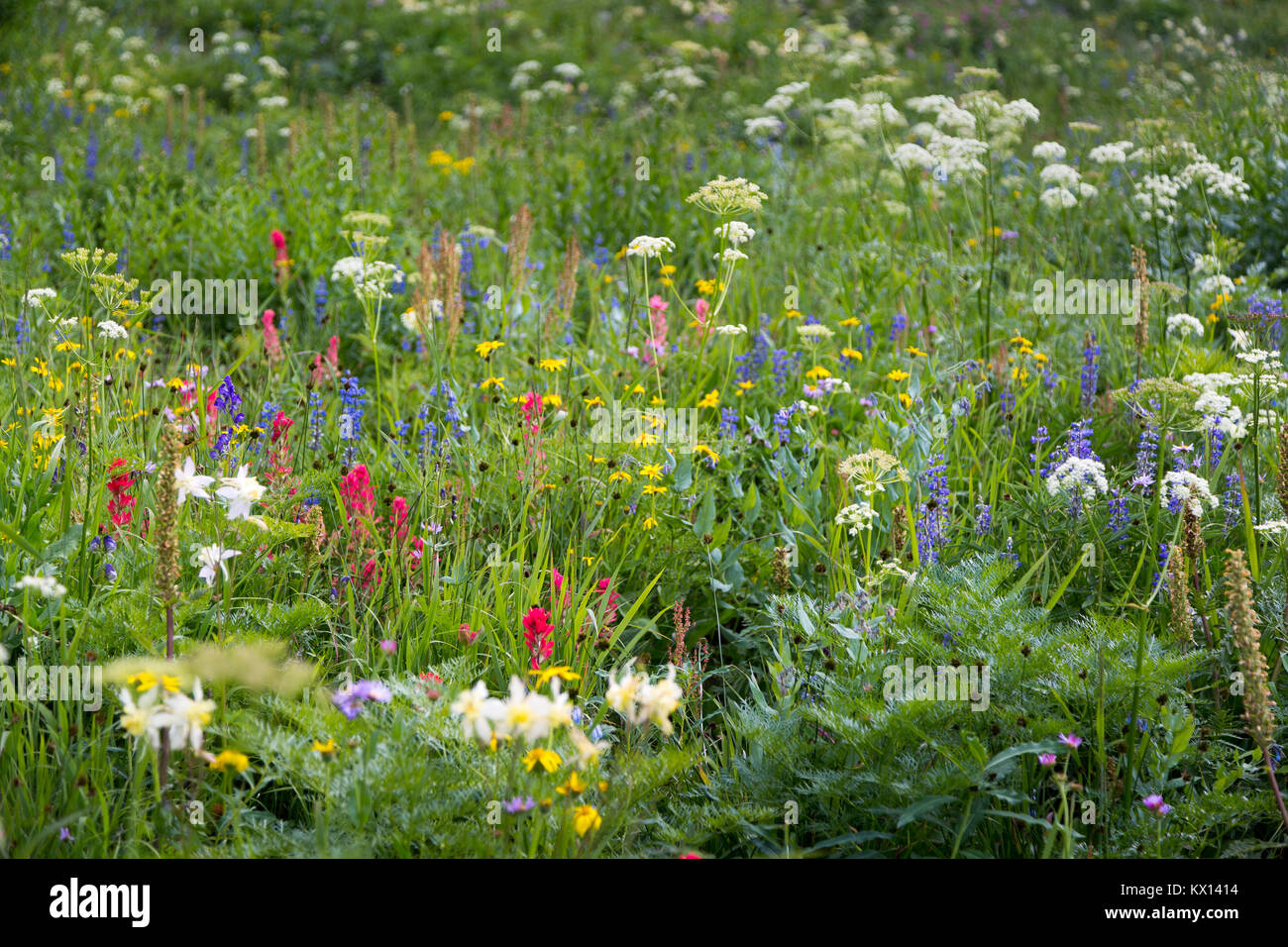 A large variety of wildflowers in a meadow along the Huckleberry Trail ...