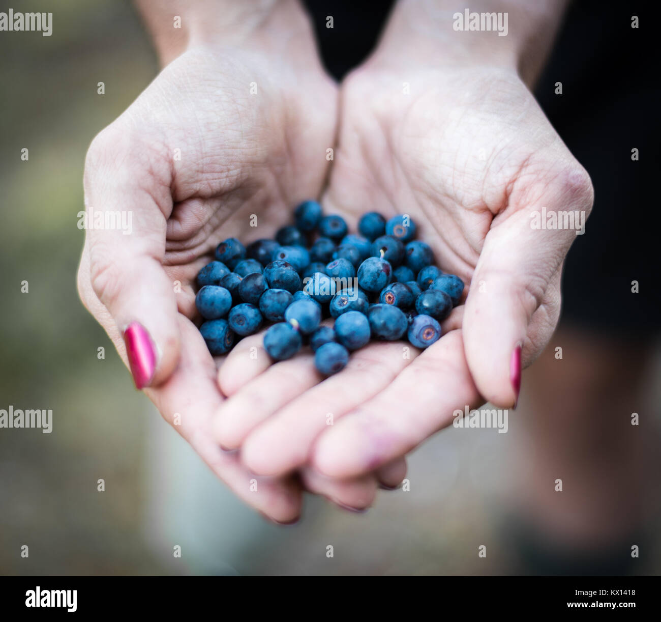 Hand blueberries hi-res stock photography and images - Alamy