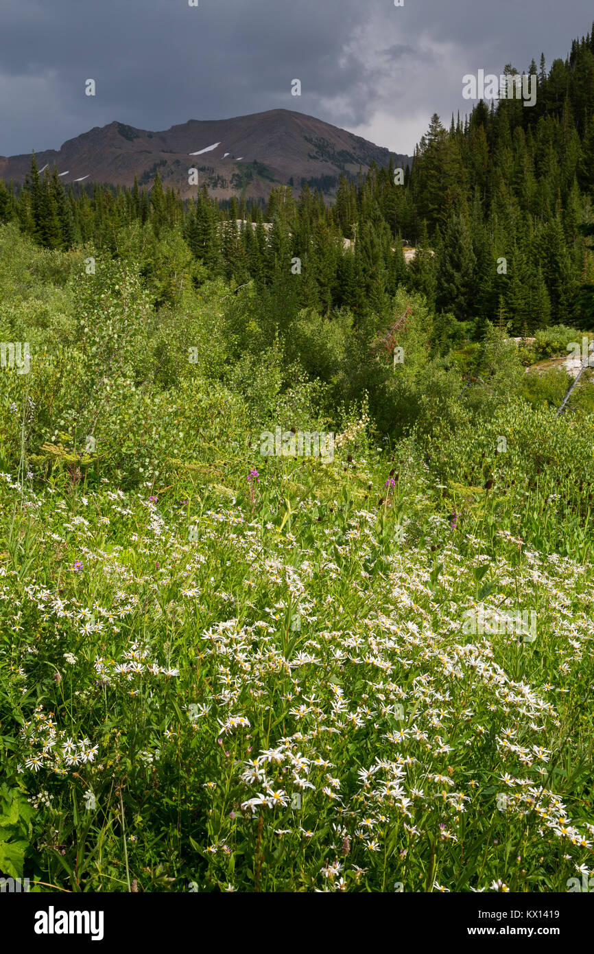 Aster wildflowers hi-res stock photography and images - Alamy