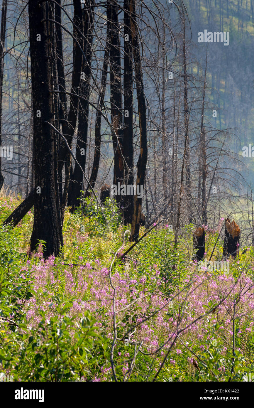 Fireweed wildflowers blooming below forest fire burned trees in Wilson Canyon of the Gros Ventre ...