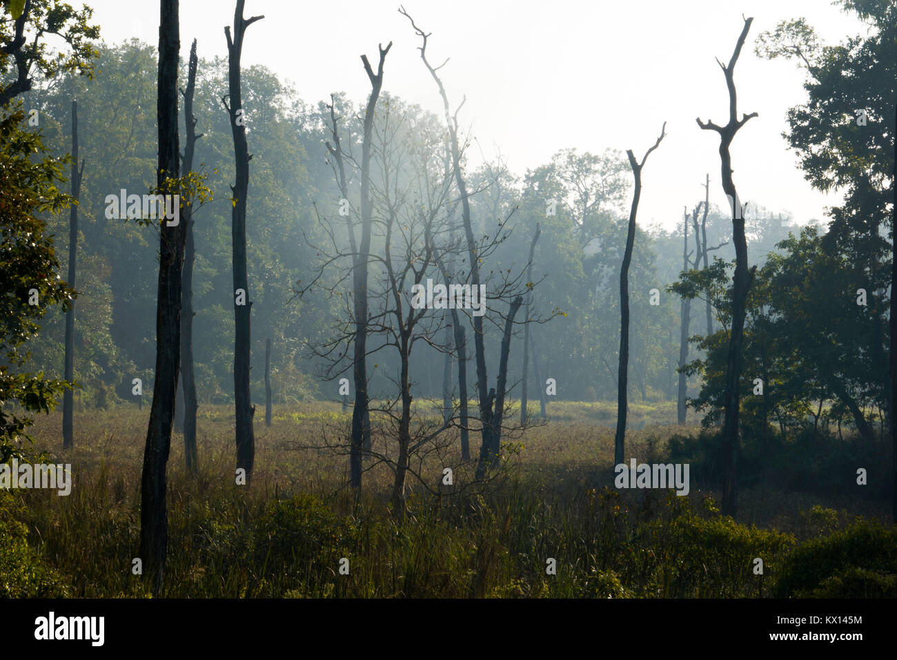 Chitwan national park hi-res stock photography and images - Alamy