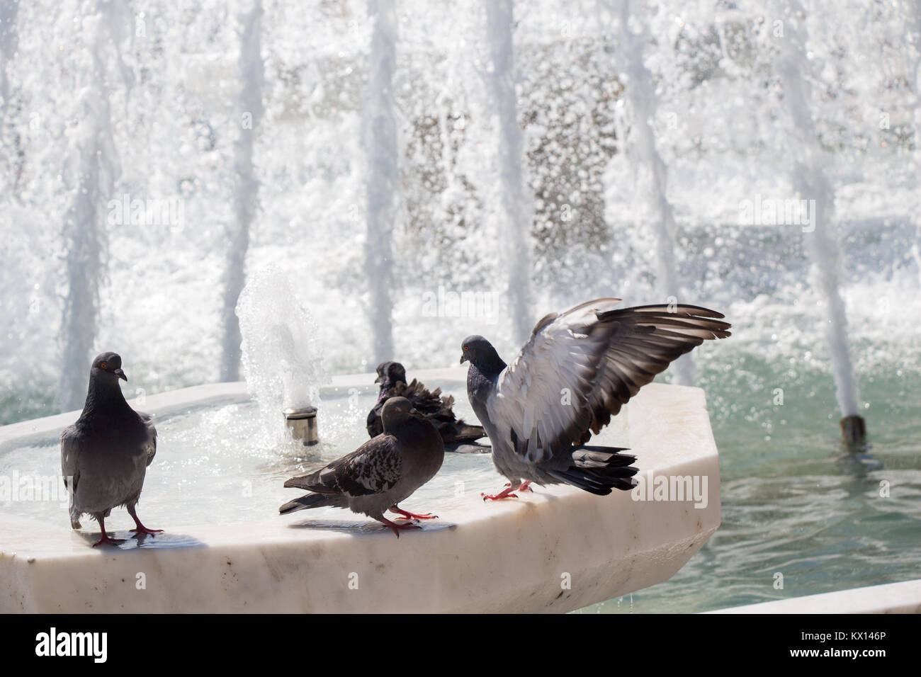 City pigeons by the side of water at a fountain Stock Photo - Alamy