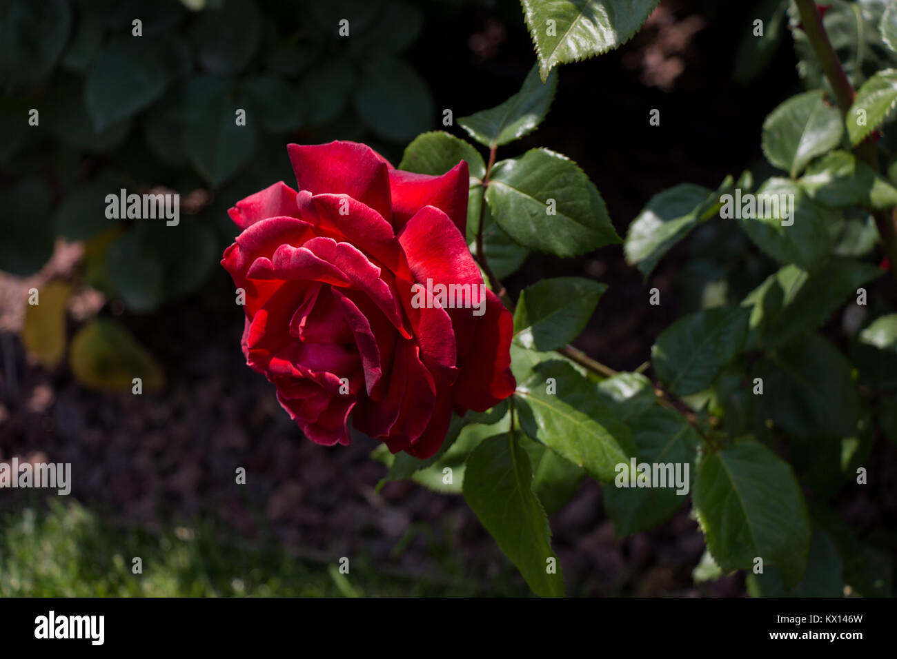 Beautiful colorful Rose Flower on garden background Stock Photo - Alamy