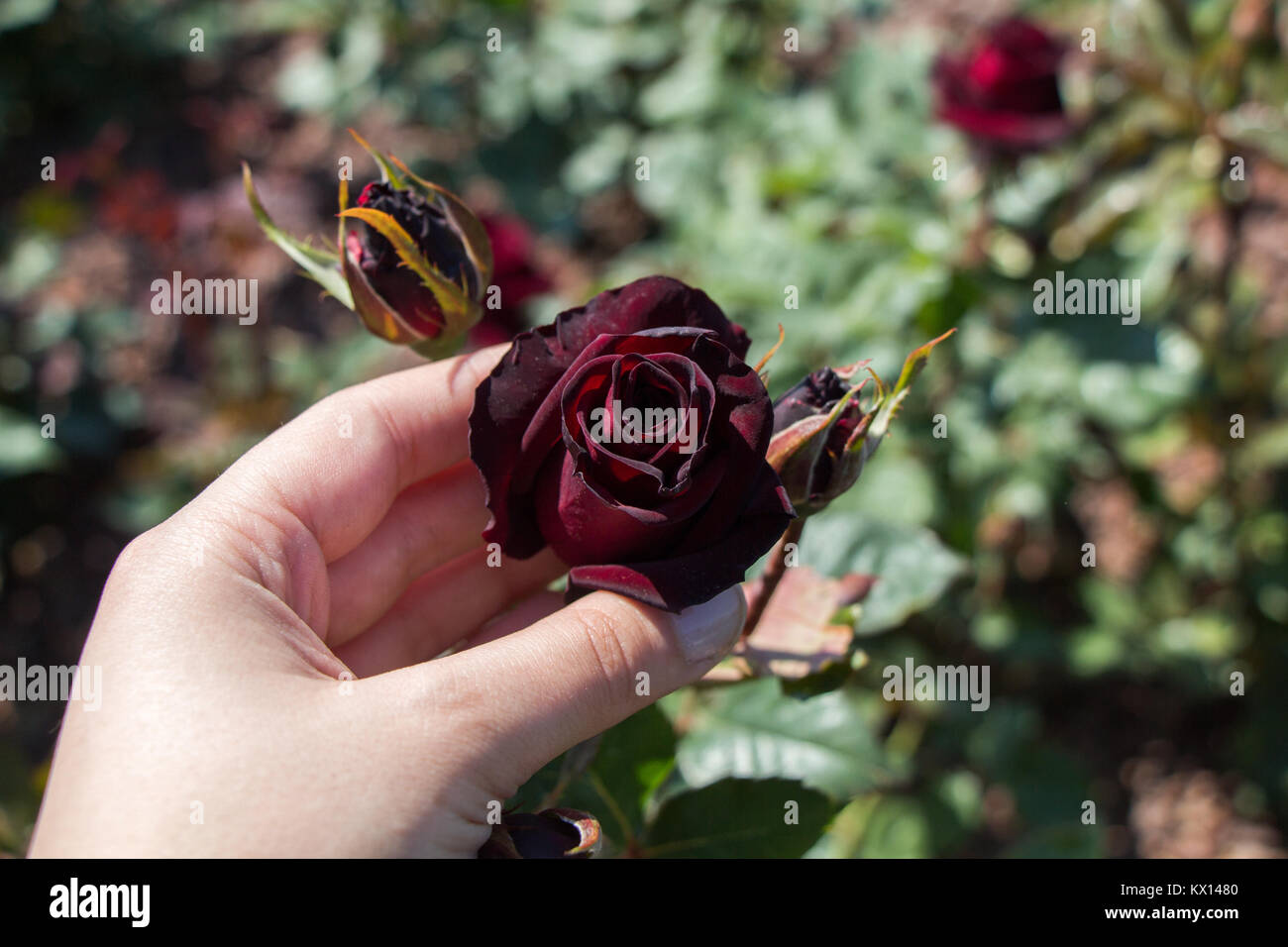 Hand holding a colorful Rose Flower Stock Photo - Alamy