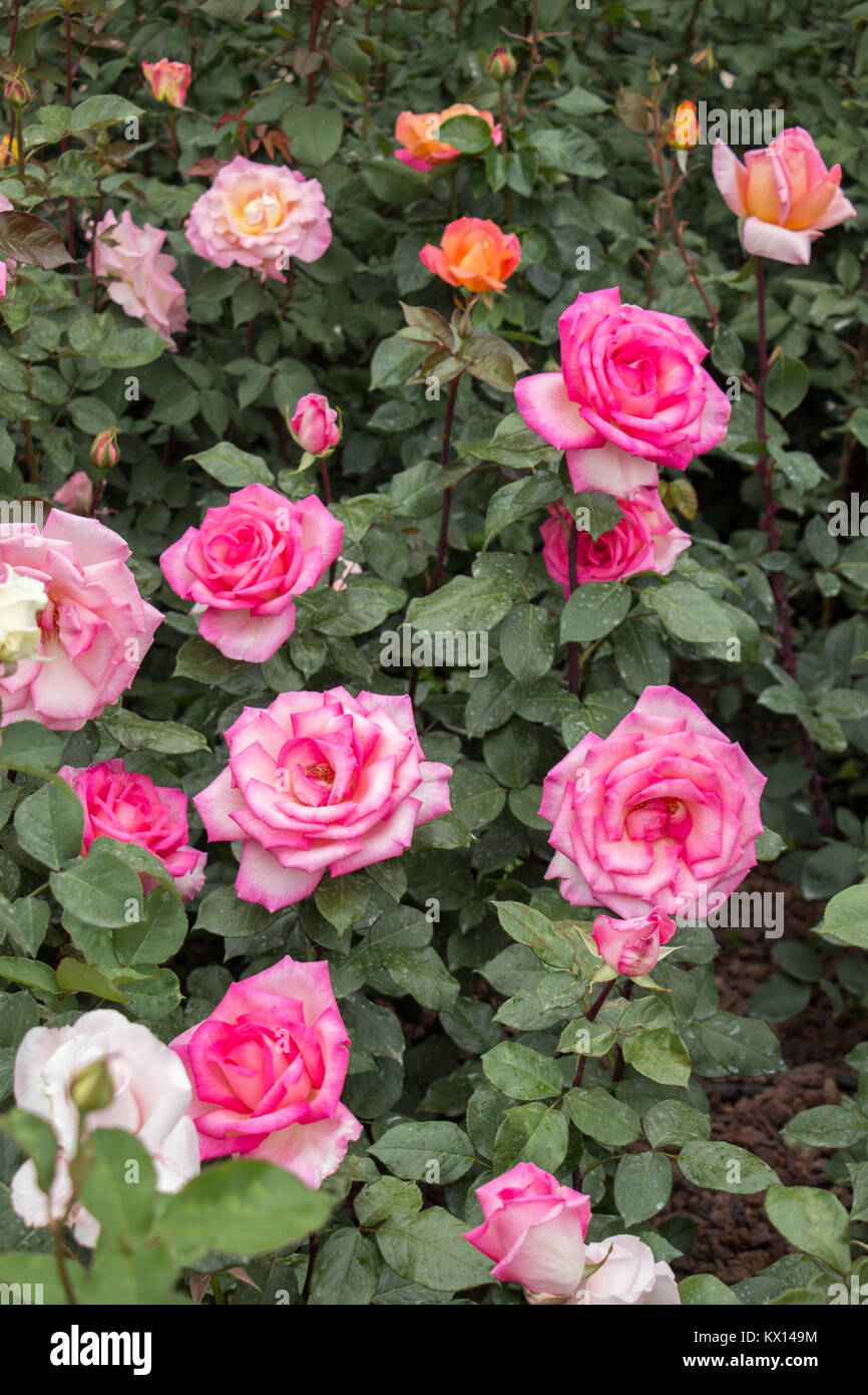 Blooming beautiful colorful roses in the garden background Stock Photo ...