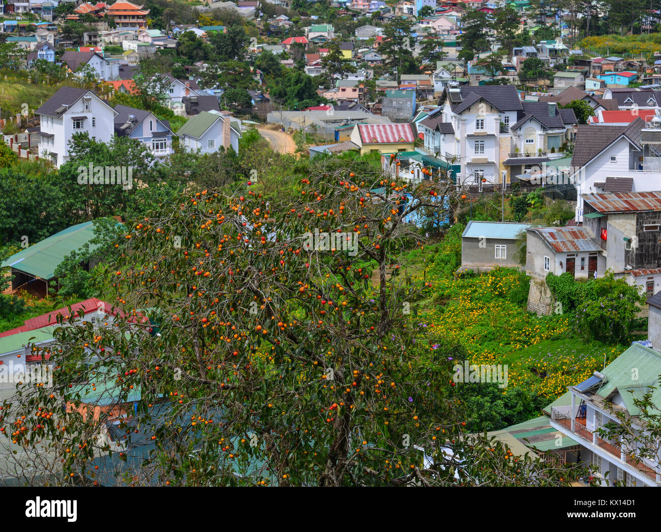 Persimmon tree with fruits at autumn, cityscape background Stock Photo ...