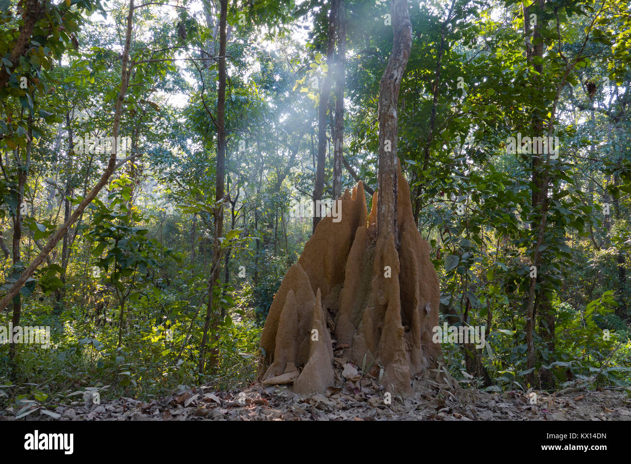 Termite mound in the jungle hi-res stock photography and images - Alamy