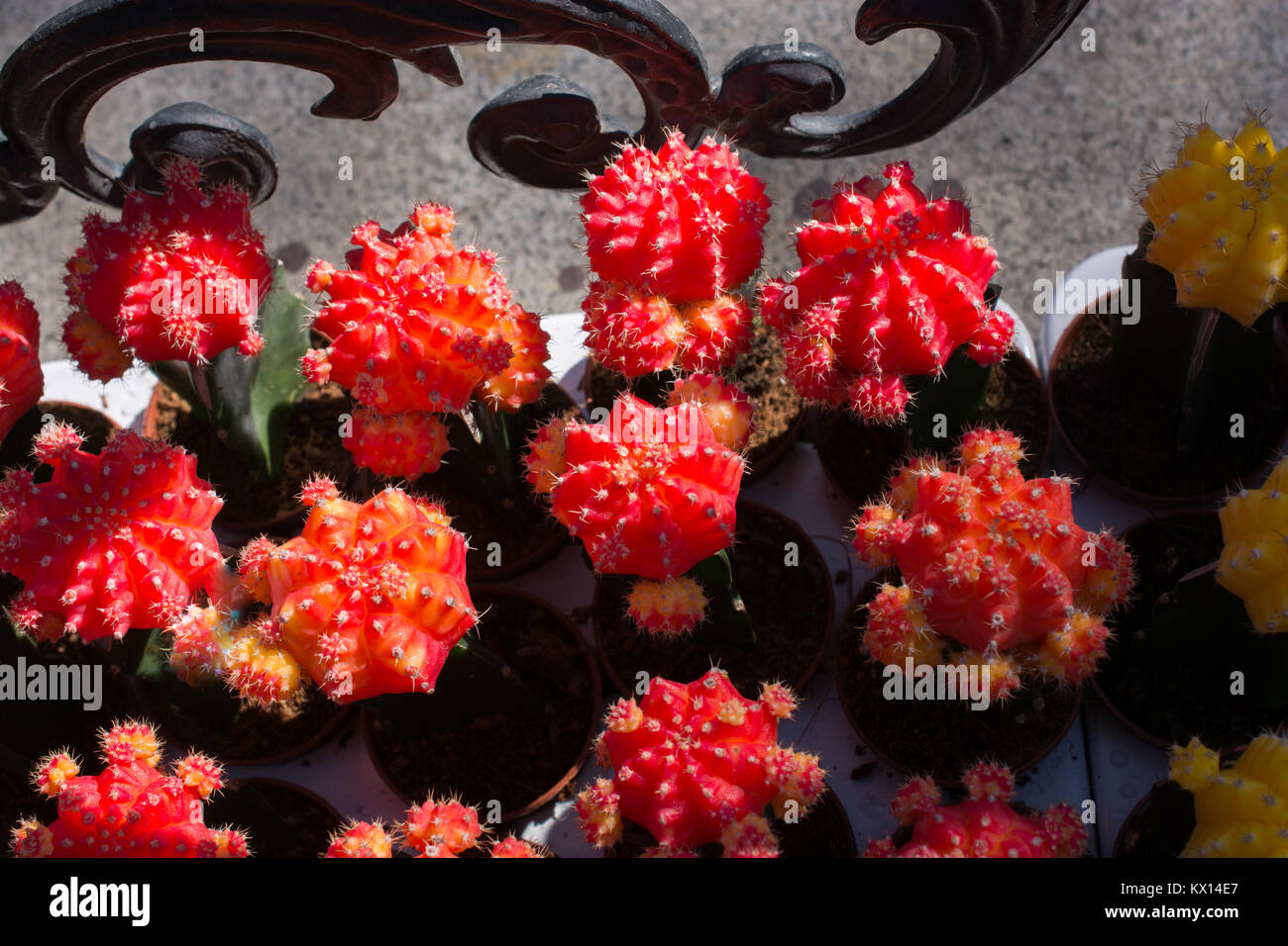 Little colorful cactus plant in a small pot Stock Photo - Alamy