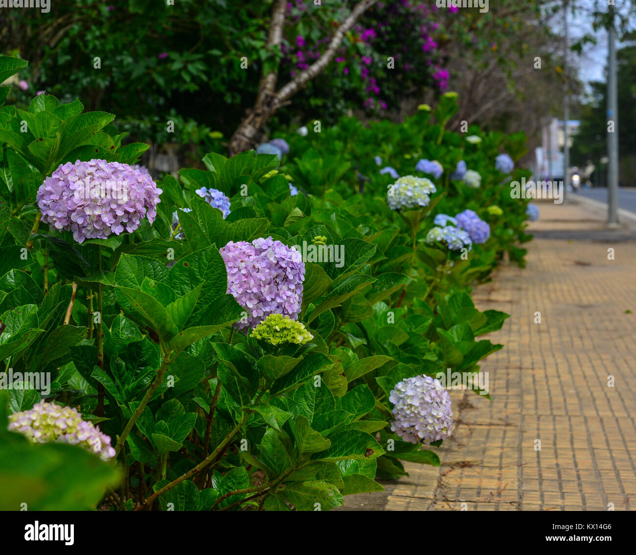 Hydrangea flowers on street in Dalat, Lam Dong, Vietnam Stock Photo - Alamy