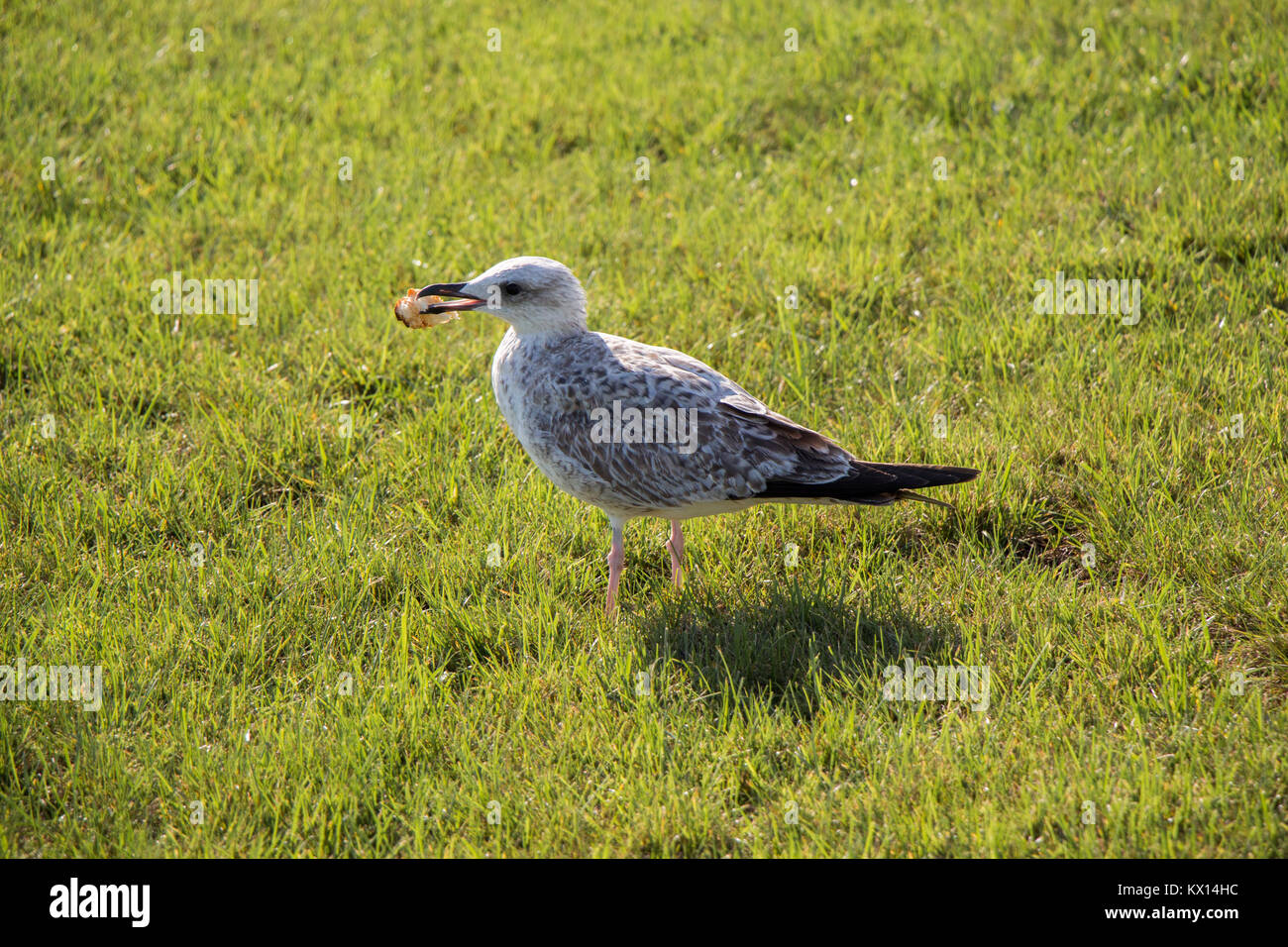 Beautiful seaside bird seagull on the green grass Stock Photo - Alamy