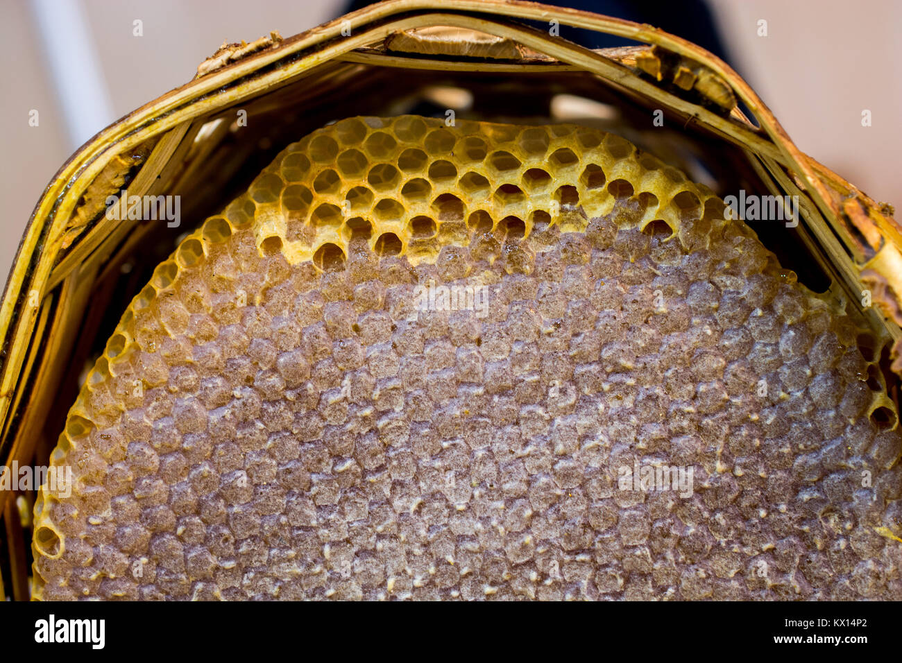 Sweet fresh honey in the sealed comb frame Stock Photo - Alamy