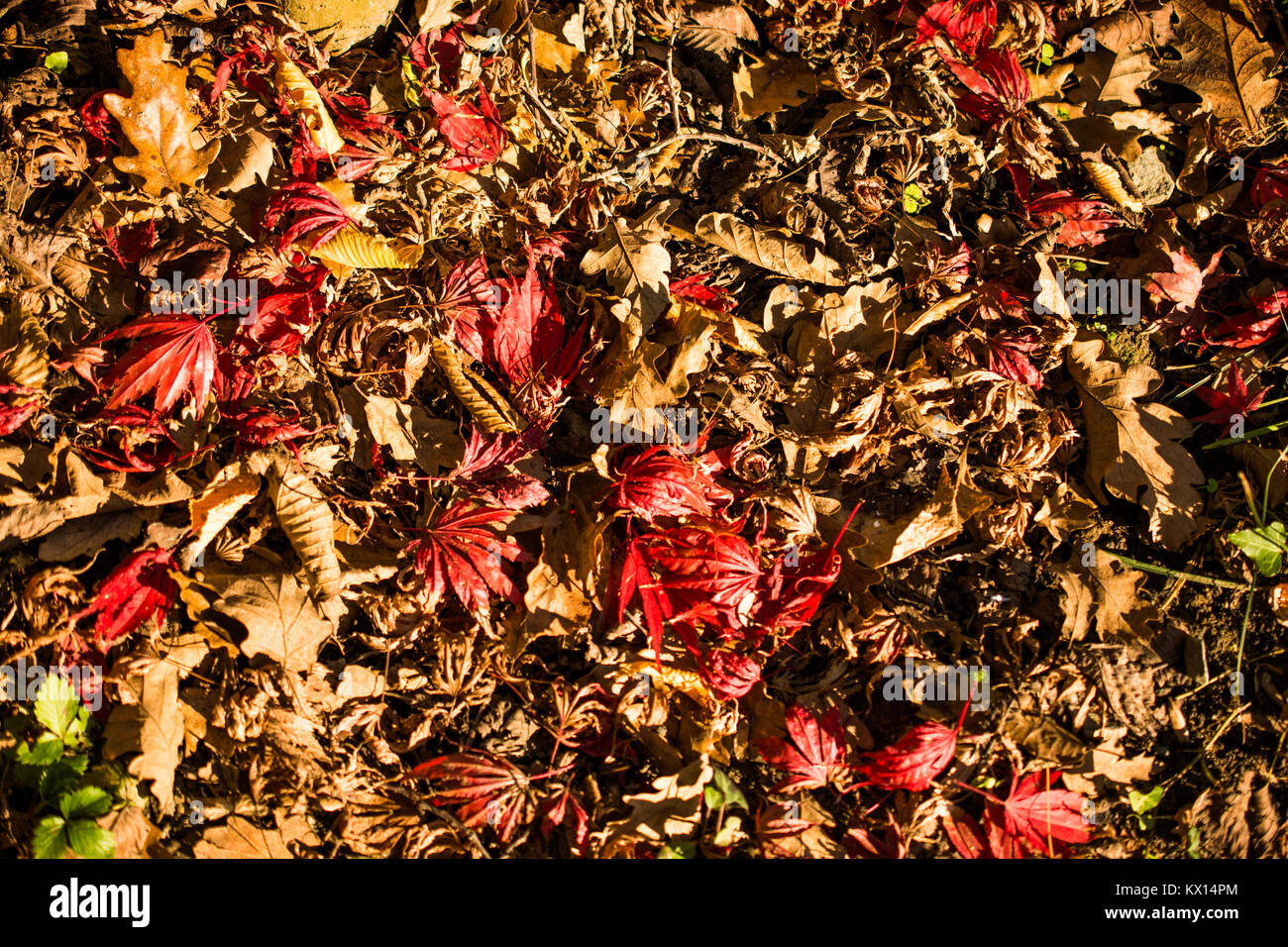 Beautiful dry leaves as an autumn background Stock Photo - Alamy