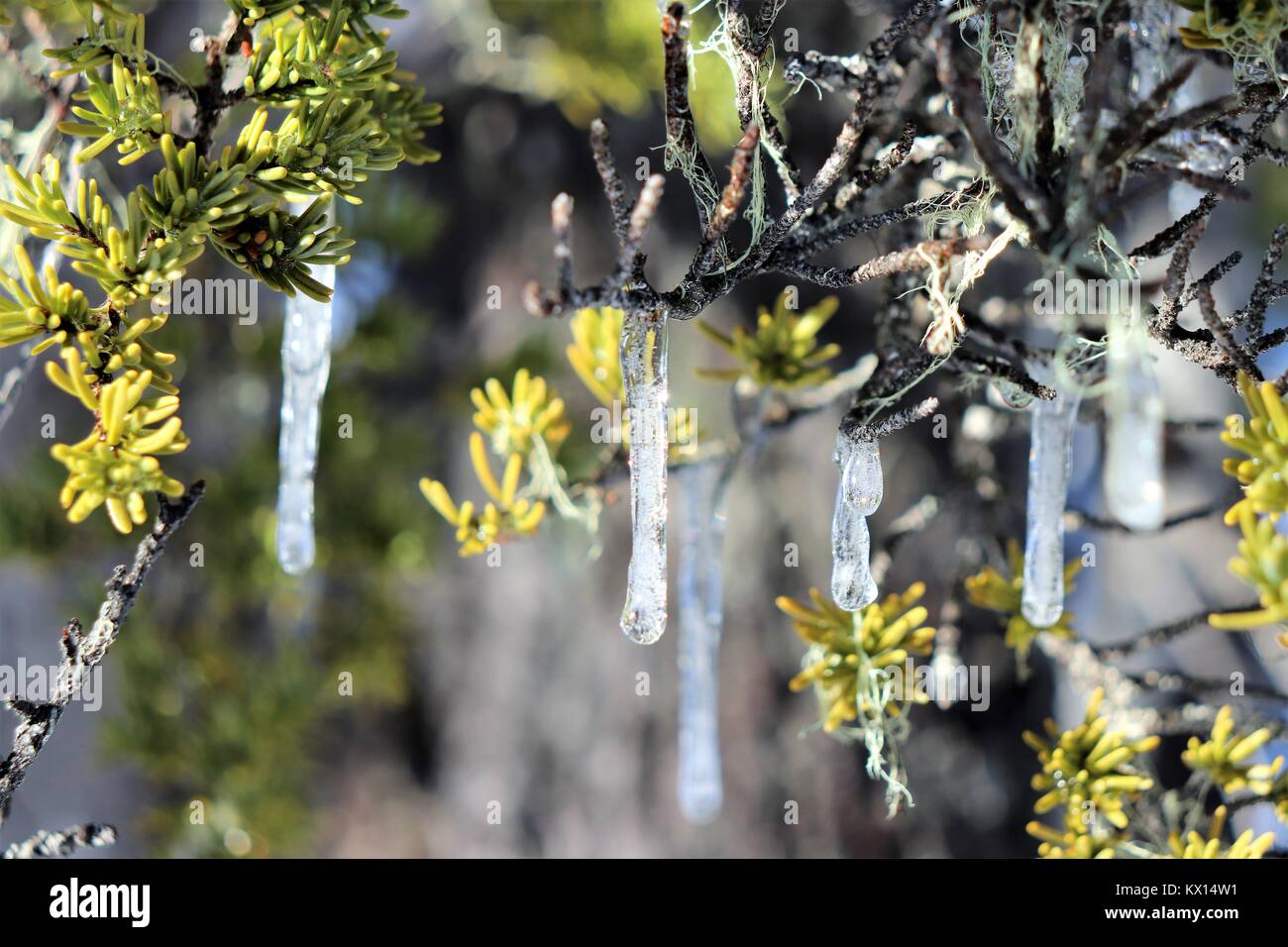 Evergreen tree icicles hi-res stock photography and images - Alamy
