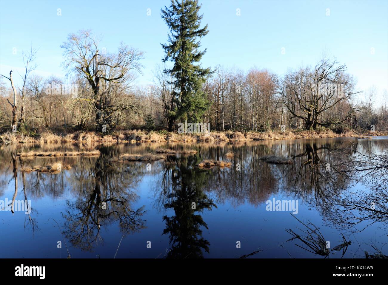 Reflection of trees in a Lake Stock Photo - Alamy