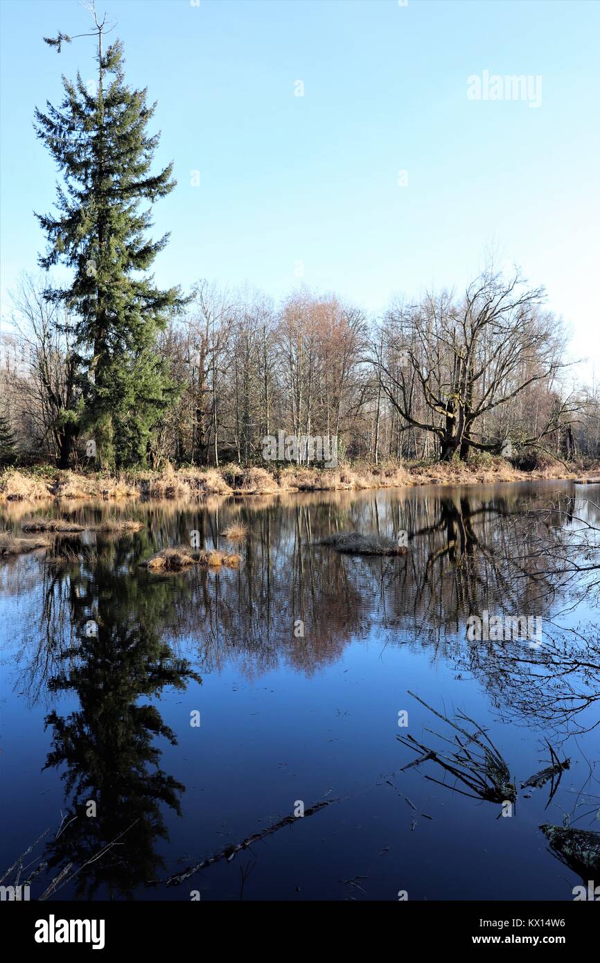 Reflection of trees in a Lake Stock Photo - Alamy