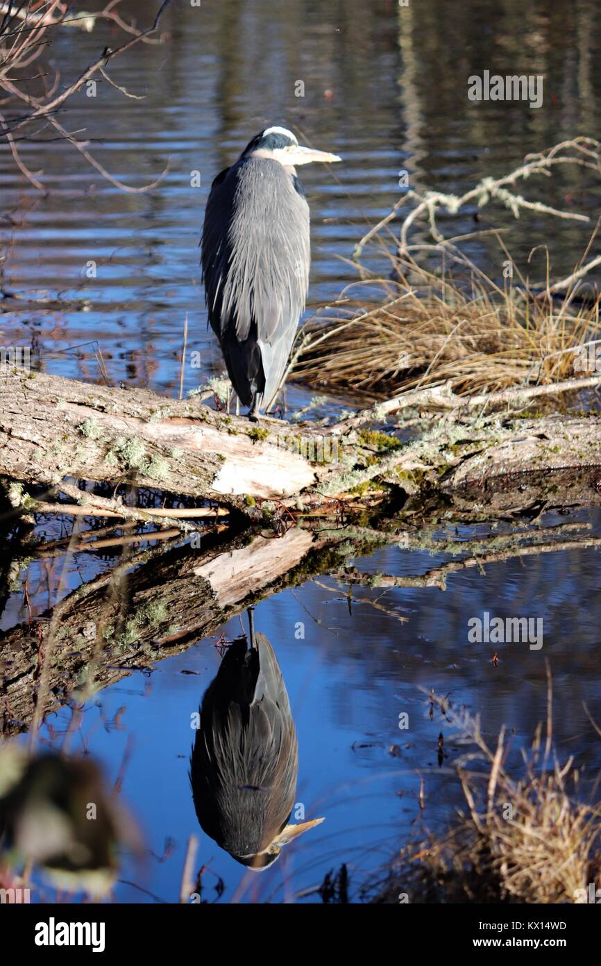 Crane resting near the water Stock Photo - Alamy