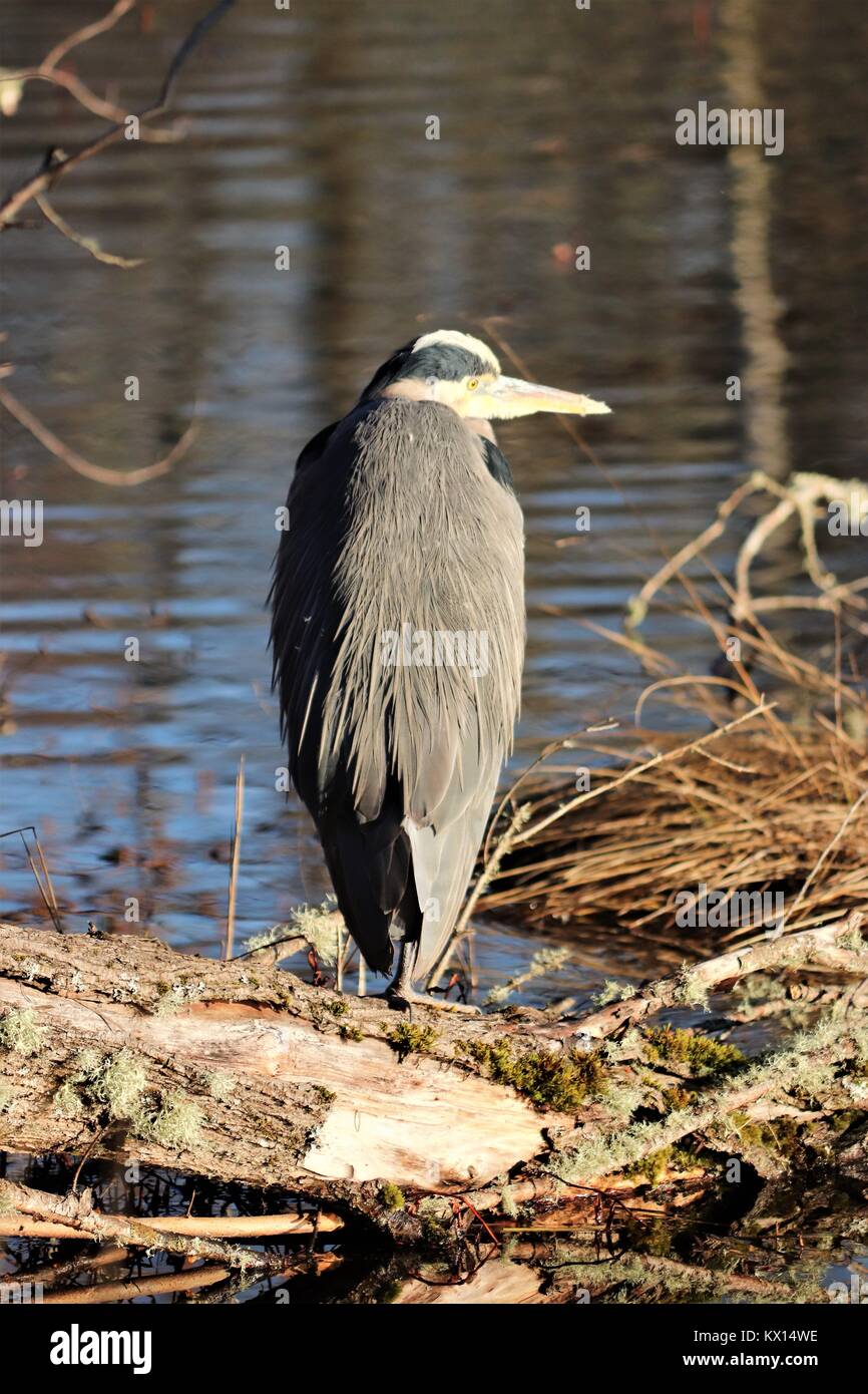 Crane resting near the water Stock Photo - Alamy