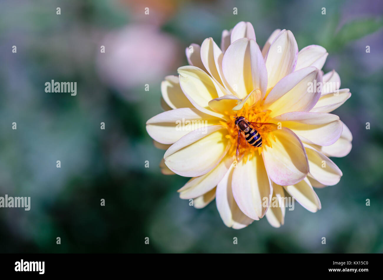 Delicate white flower, with bee on a green background Stock Photo - Alamy