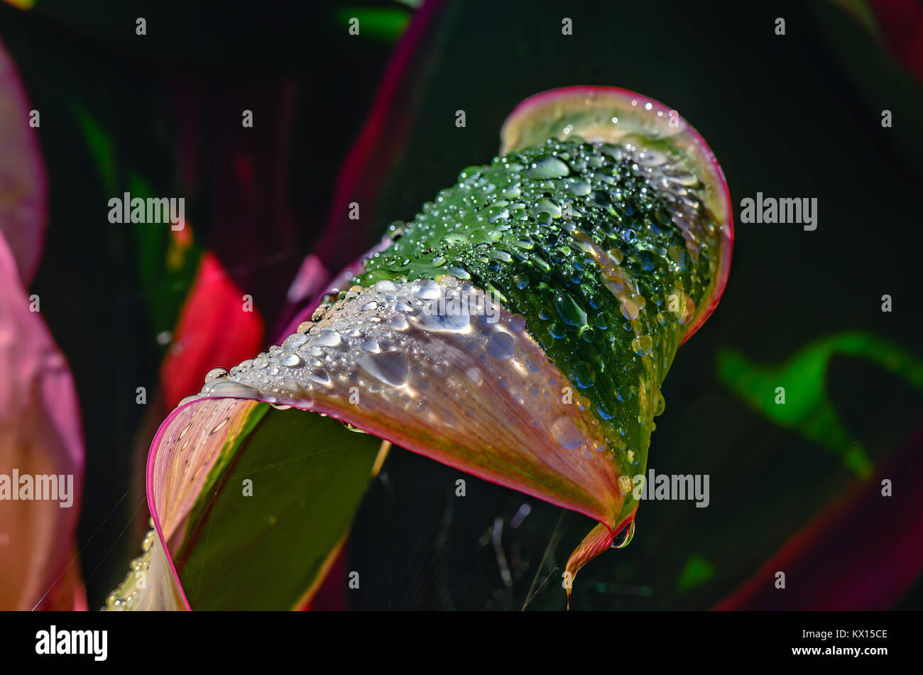 large, transparent blue drops of dew on a half-bent long green yellow ...