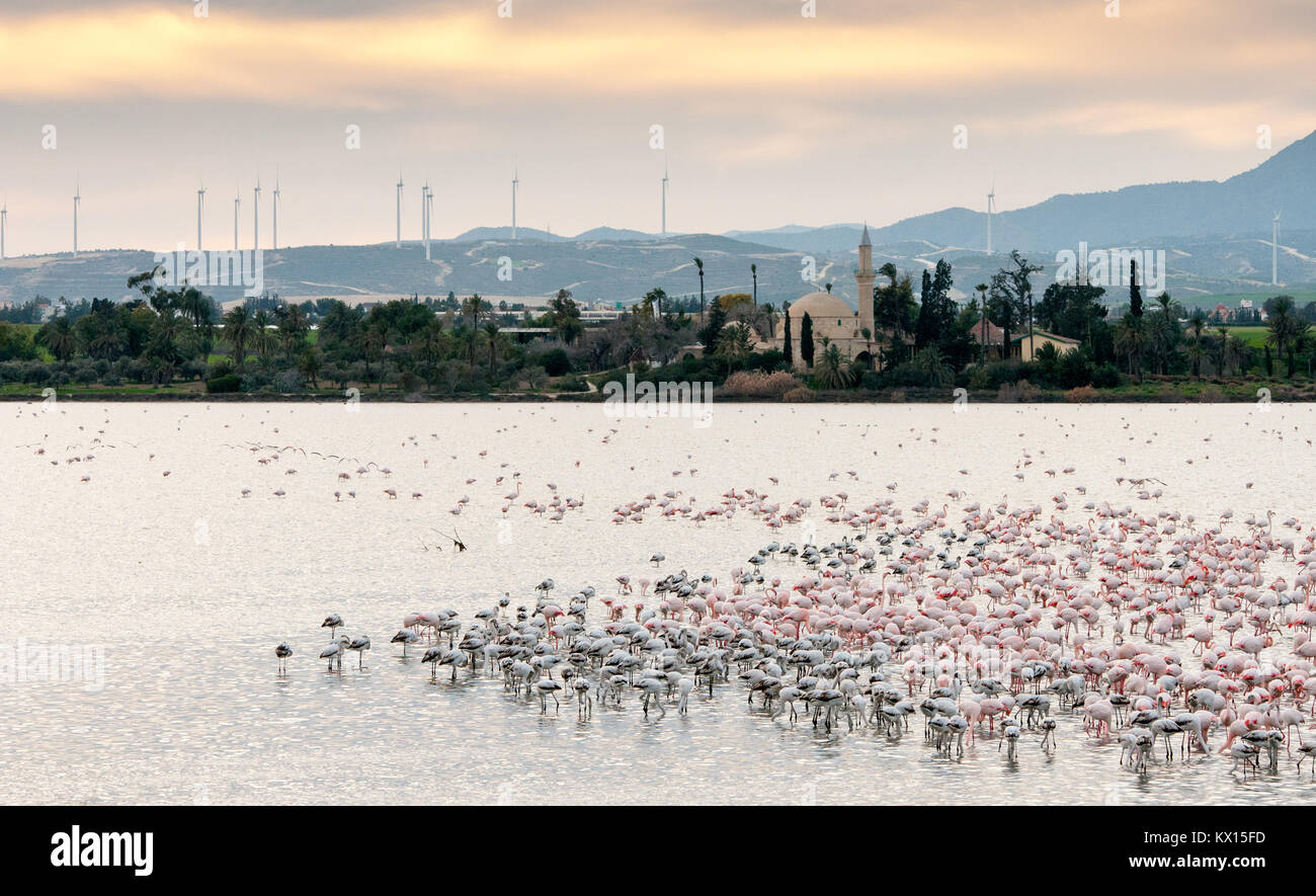 Flamingo birds feeding and resting on the salt lake of Larnaca near the ...