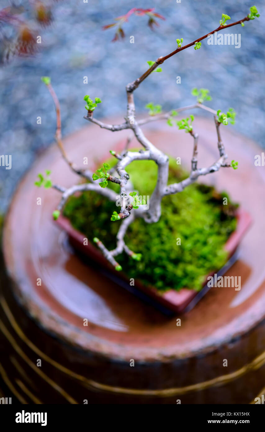 top view of a small ornamental tree in a flower pot with green grass ...