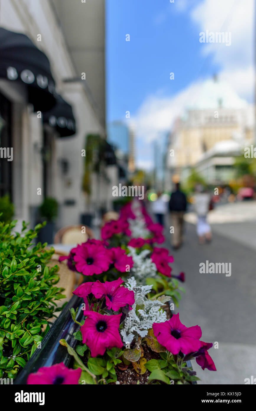 maroon decorative flowers in a flower pot on a city street near coffee ...