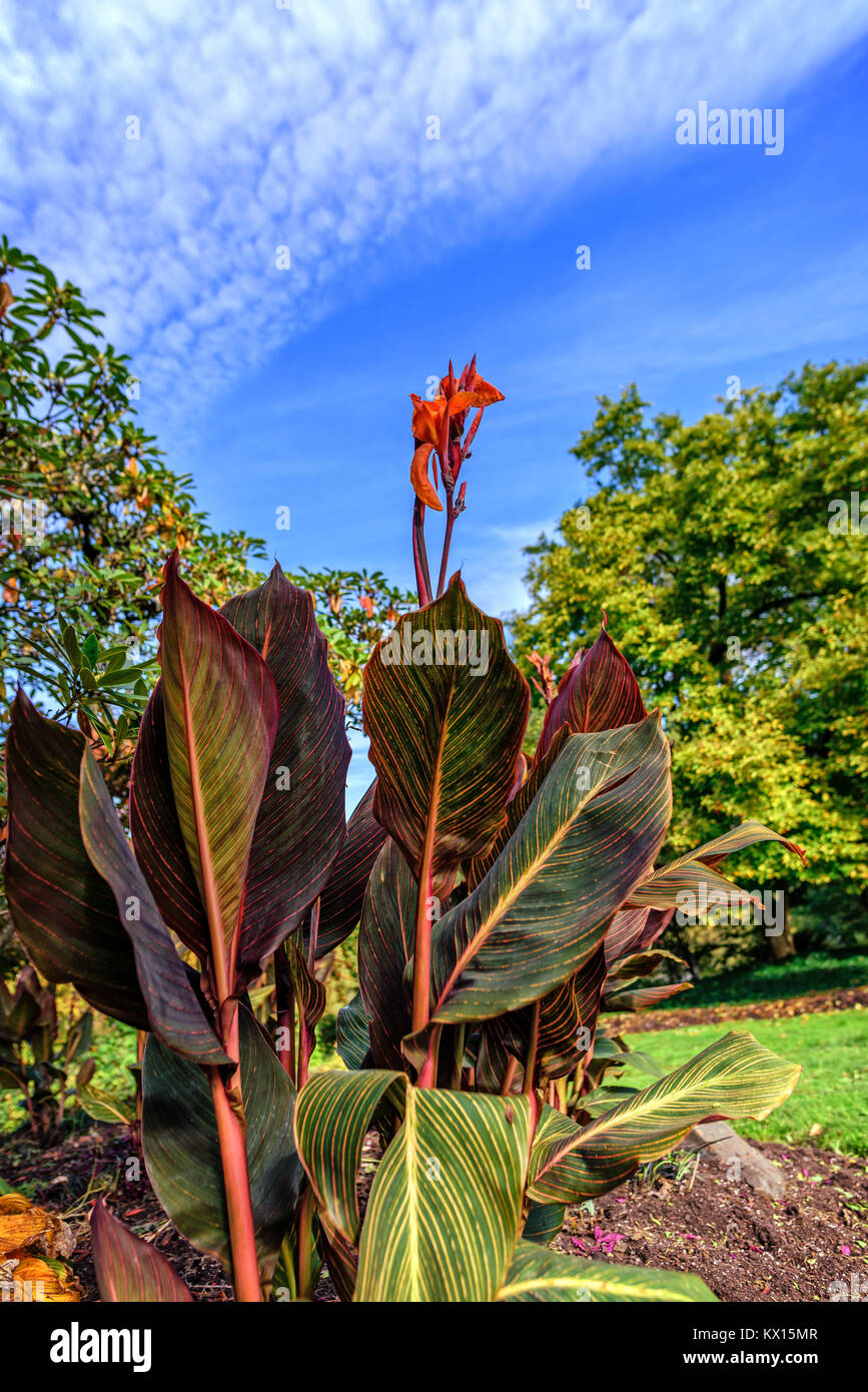 A red flower plant on a high stalk surrounded by large green leaves ...