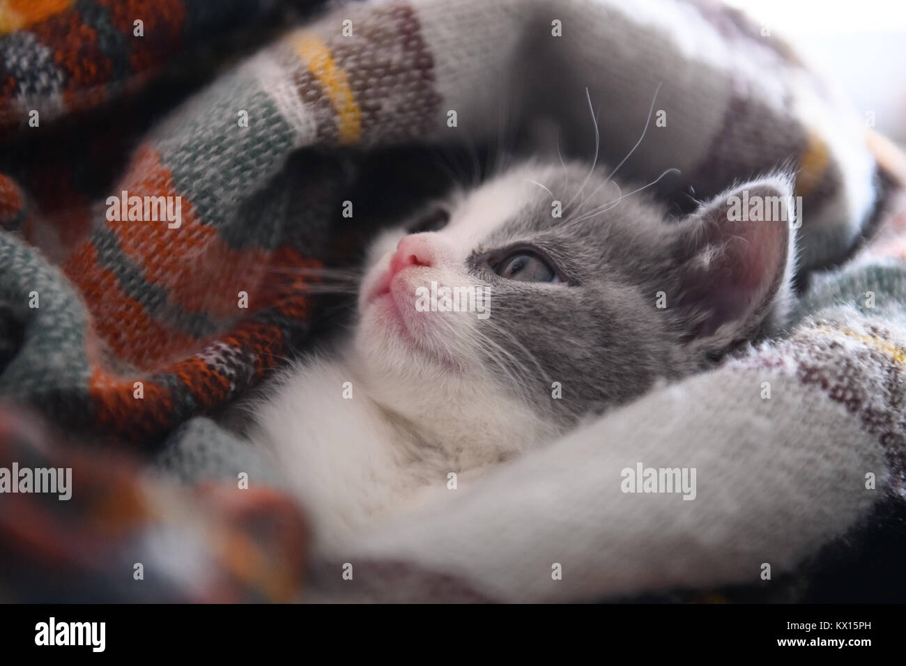 kitten wrapped in a scarf Stock Photo - Alamy