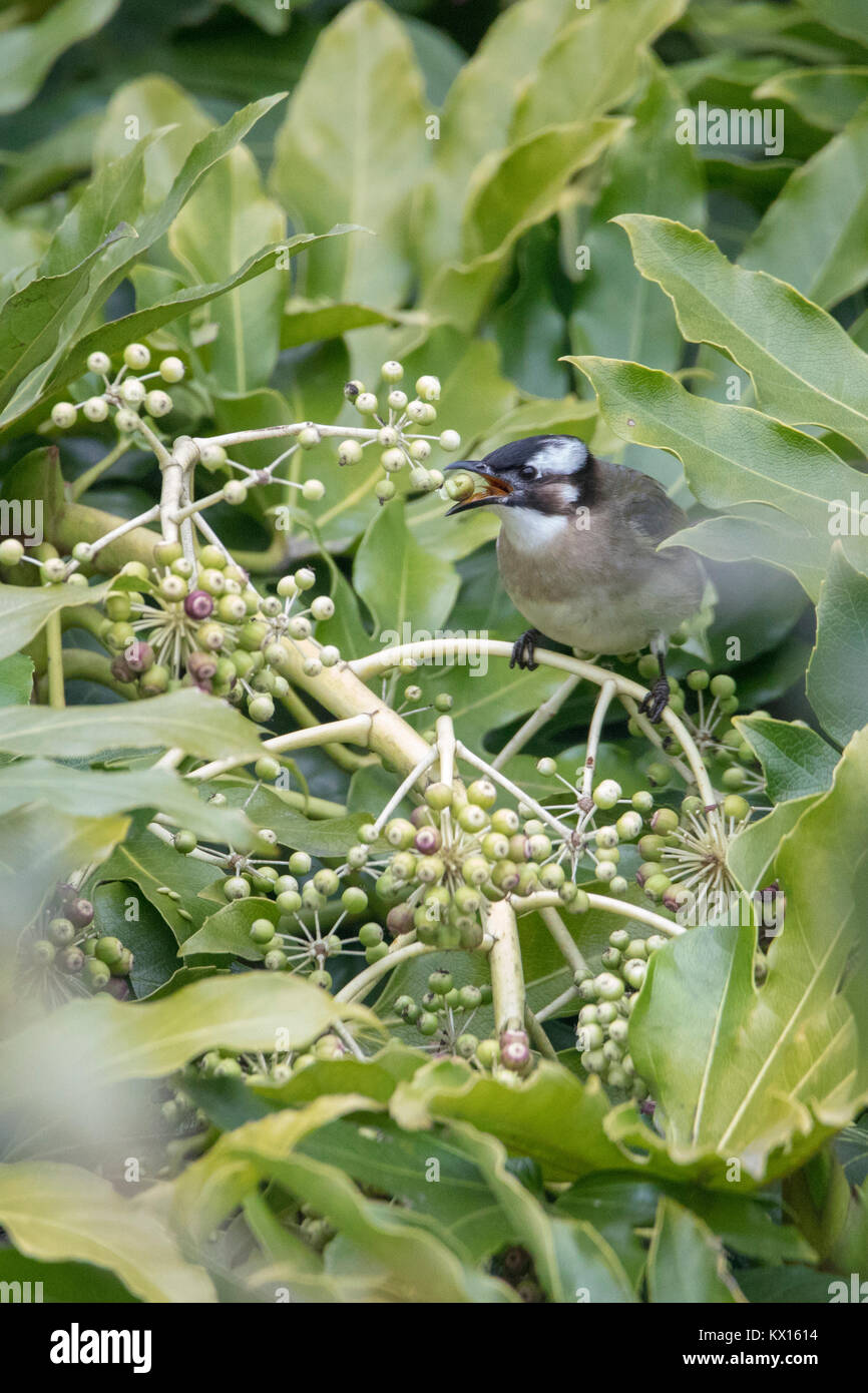 Chinese bird branches hi-res stock photography and images - Alamy