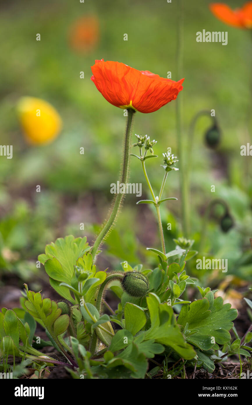 Common Poppy flowers, Papaver rhoeas Stock Photo - Alamy