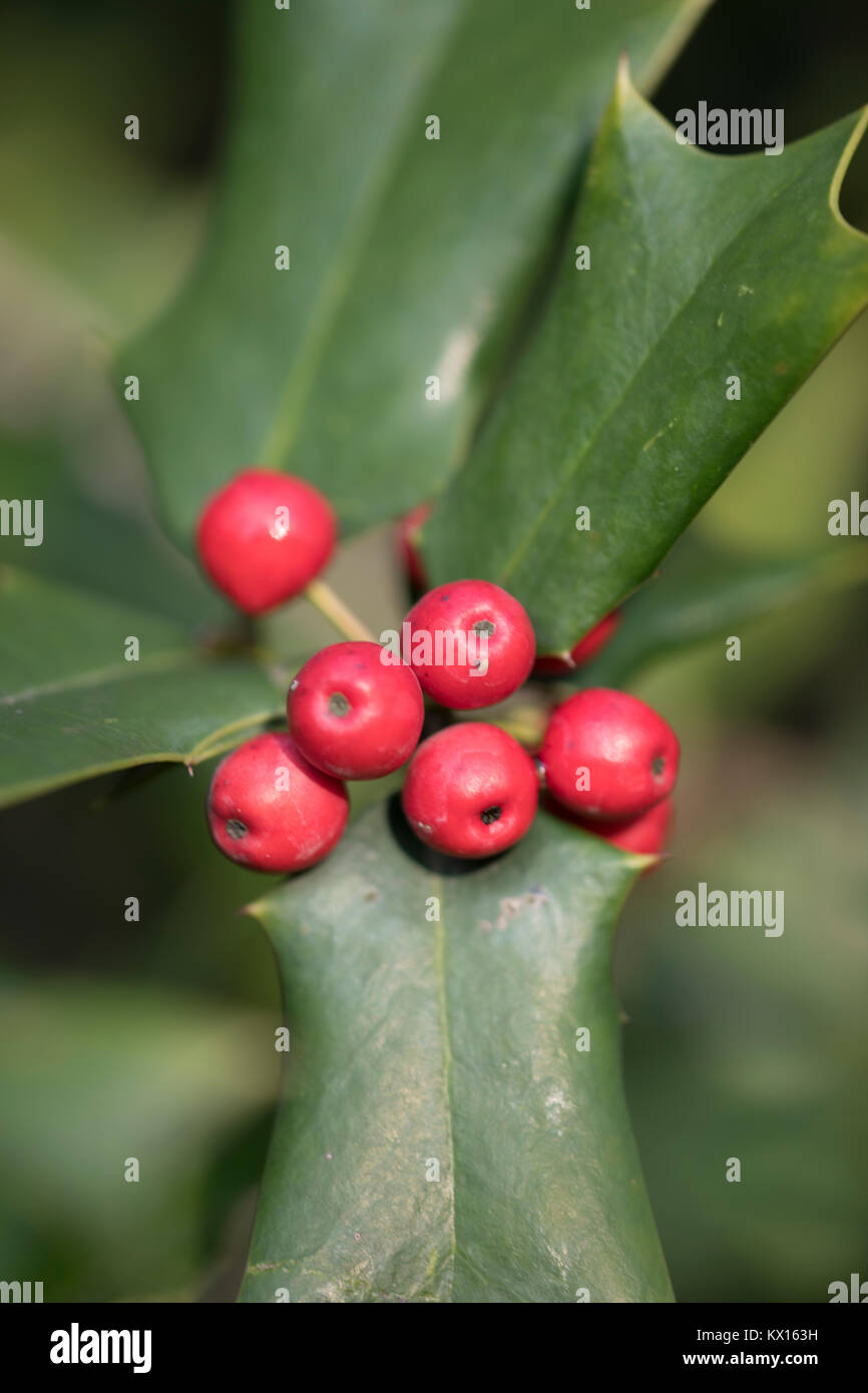 red seed plant. holly Stock Photo - Alamy