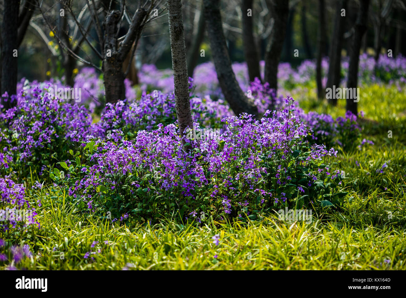 Flowers around trees hi-res stock photography and images - Alamy